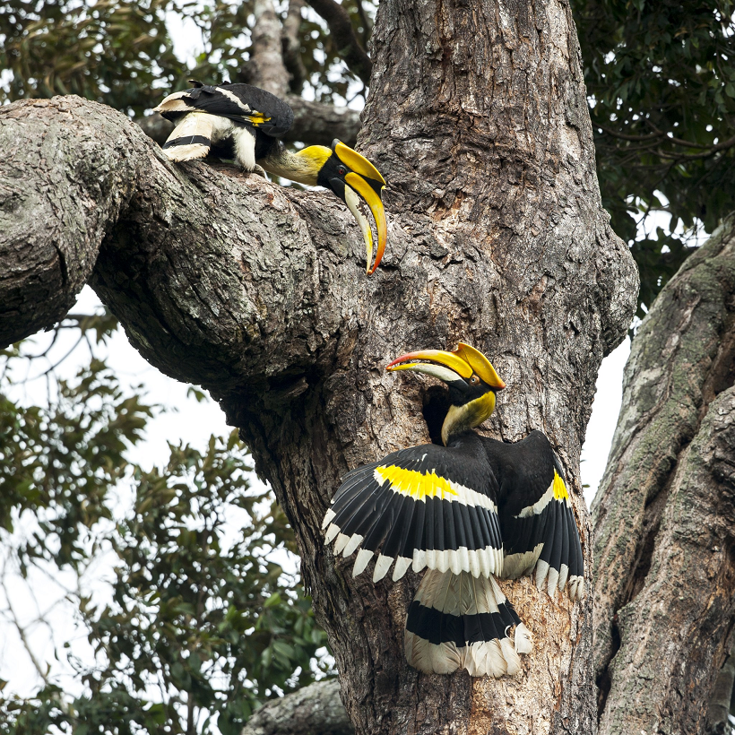 【2025年新作】セイコー SPB493J1 プロスペックス アルピニスト “ラブ サイチョウの日” アジア限定 | ZENMAIのココ東京
